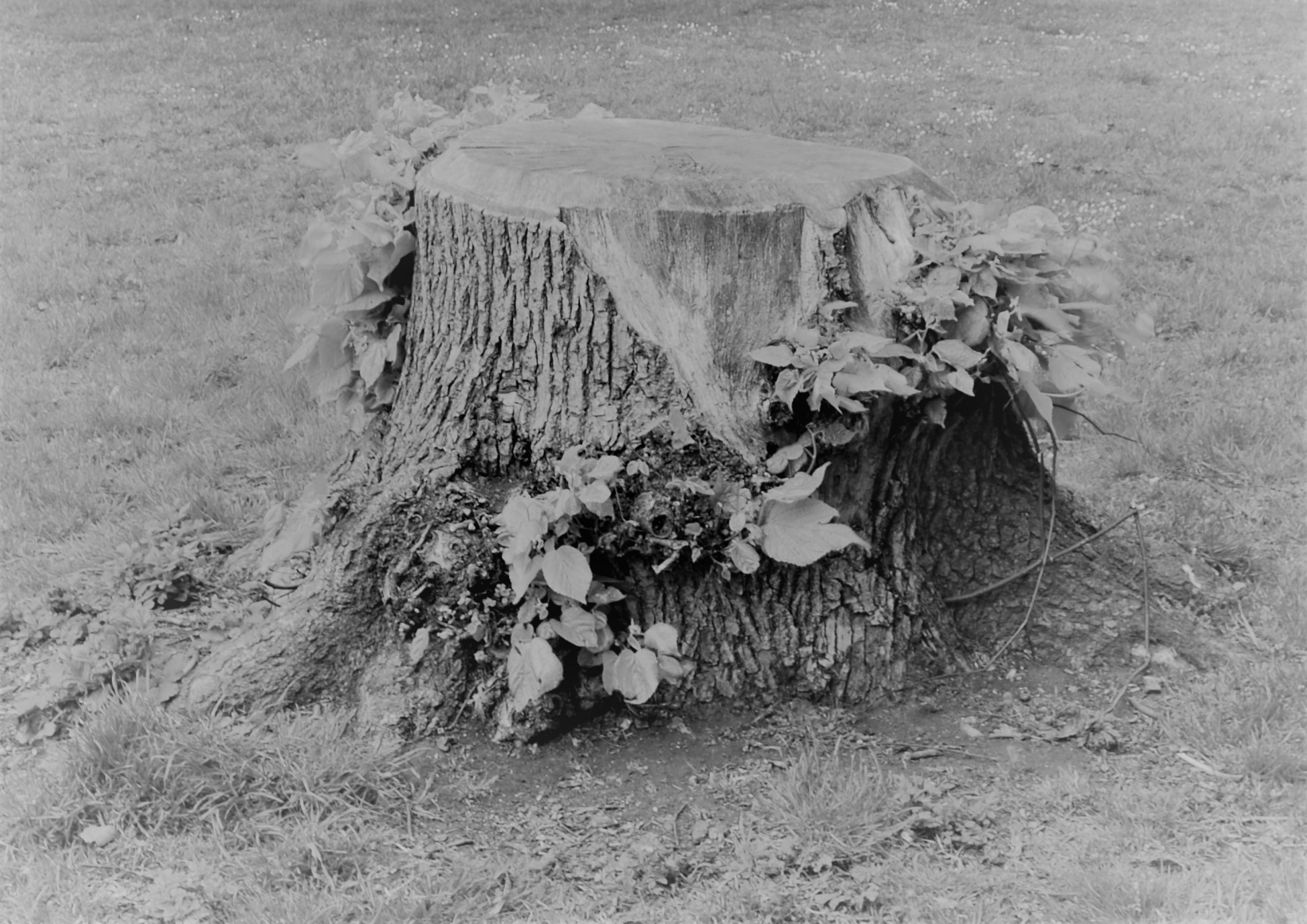 Log - Jonathan Alibone