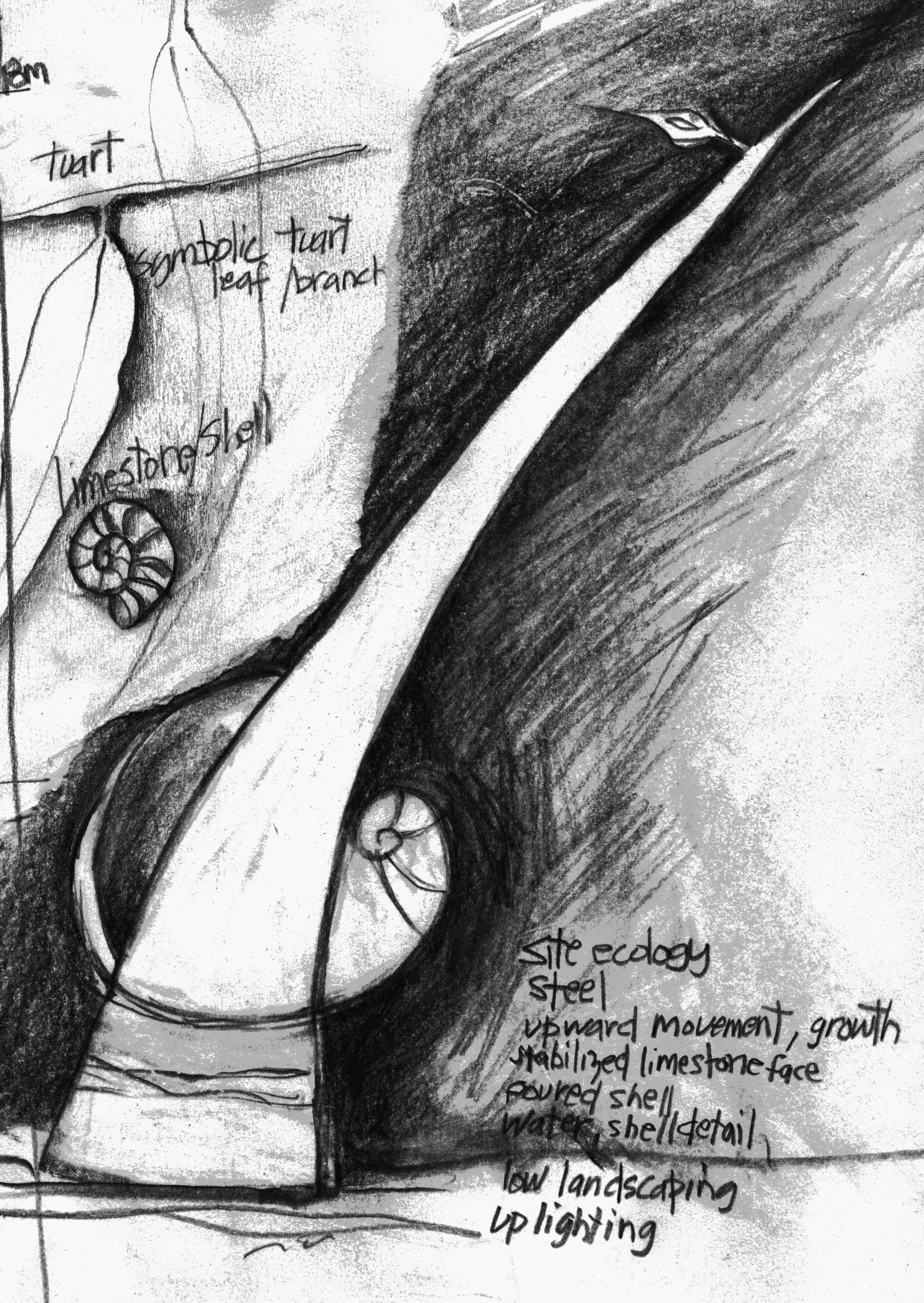 Shirley Shell - Coral Lowry