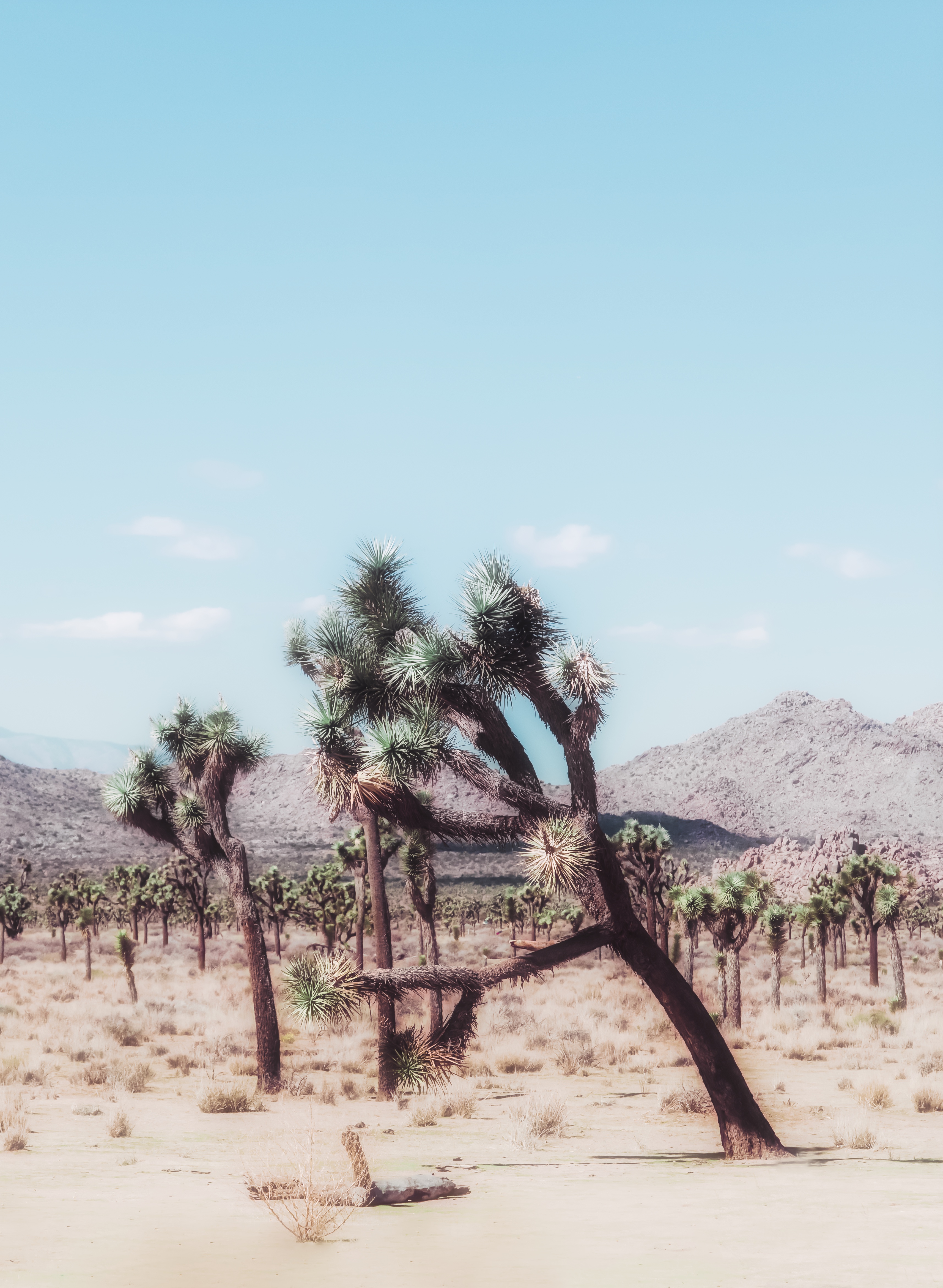 JOSHUA TREE FALL SERIES - KRISTIN HART STUDIOS