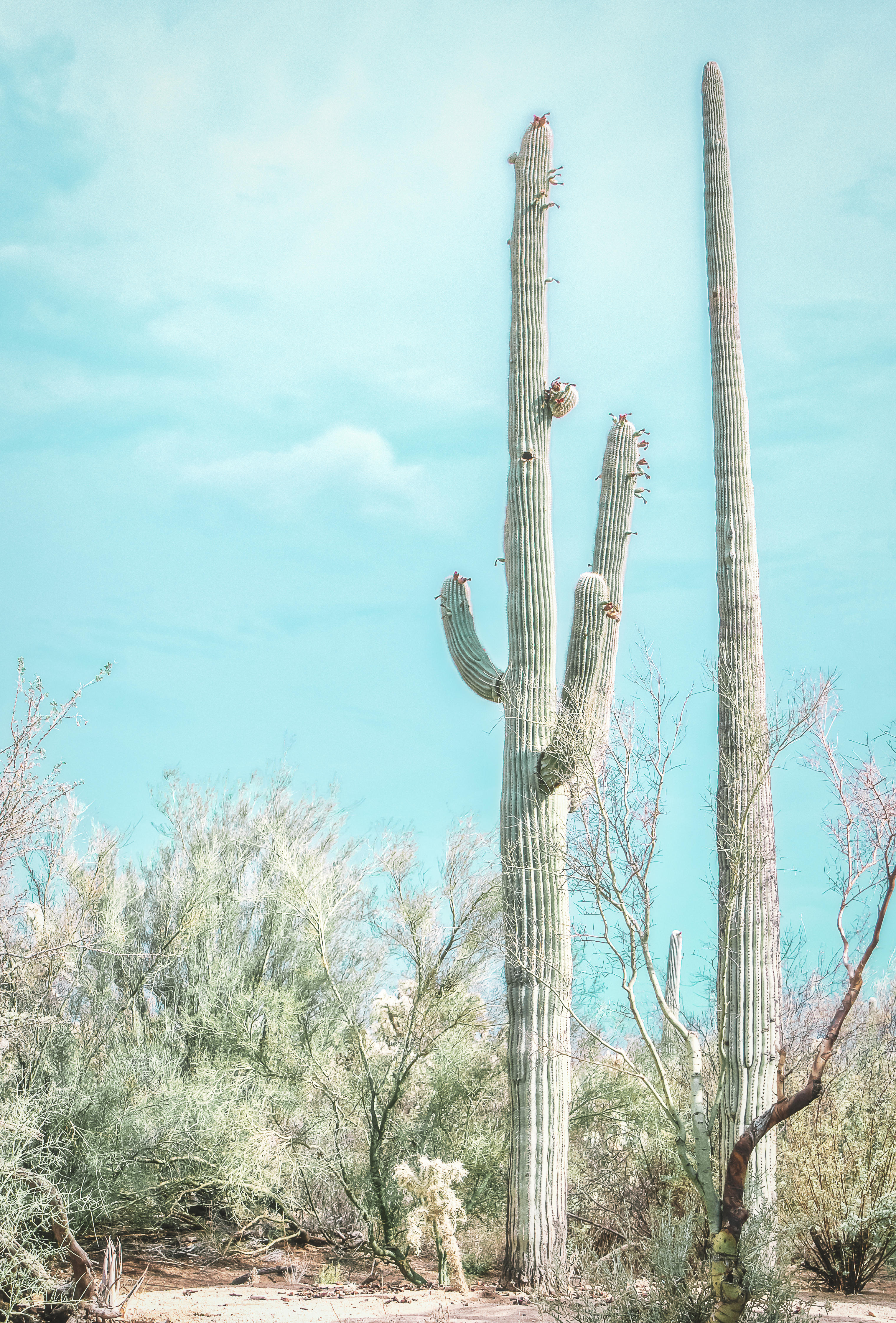 SONORAN DESERT - Kristin Hart Studios