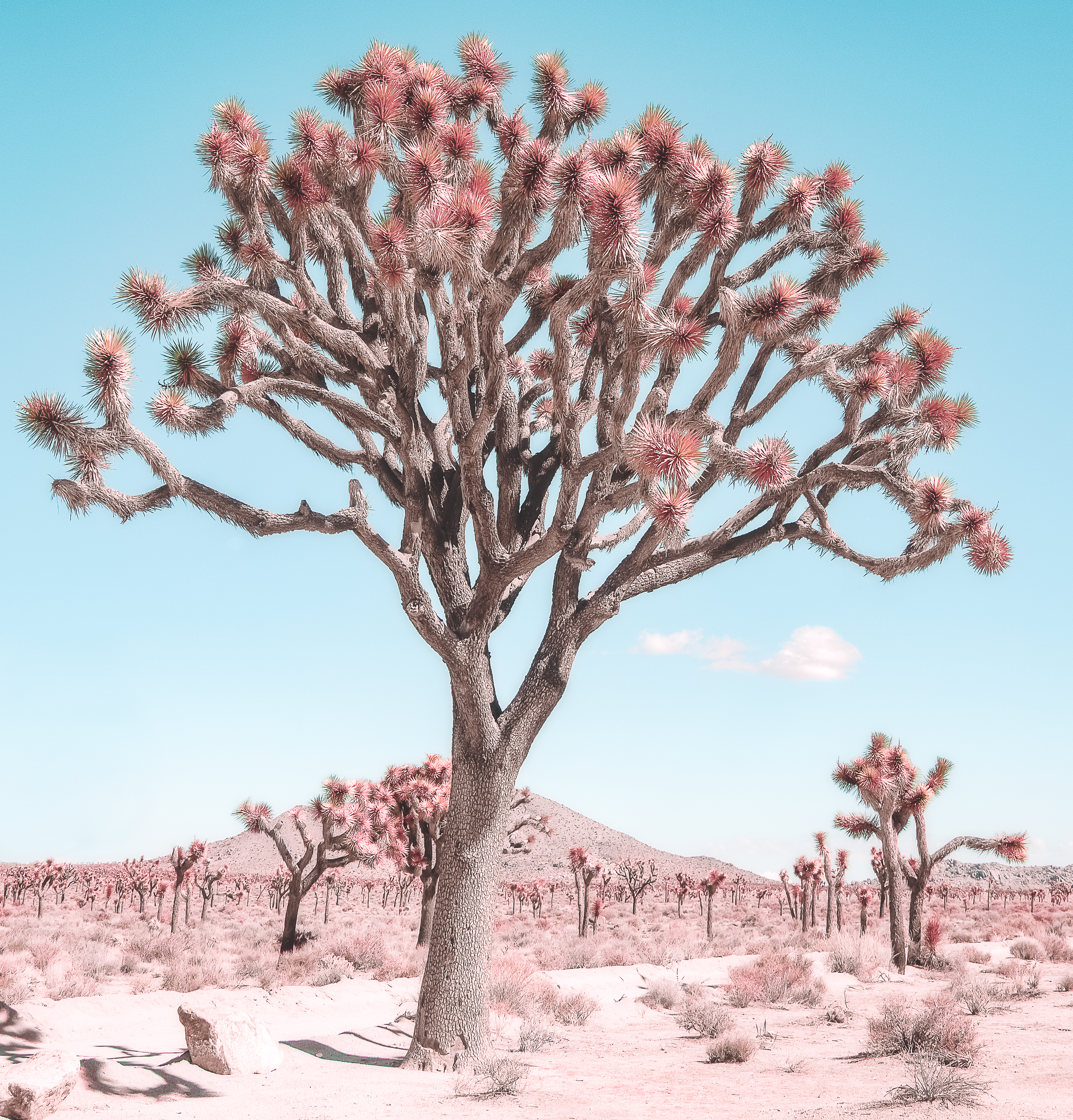 JOSHUA TREE, MOJAVE DESERT - Kristin Hart Studios