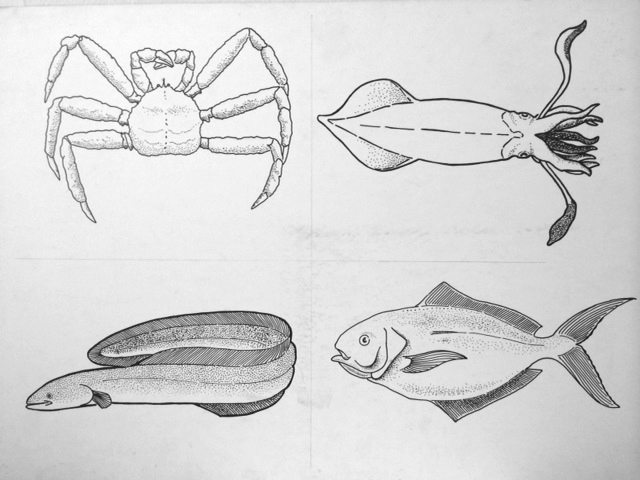 Marine Biologist Drawing