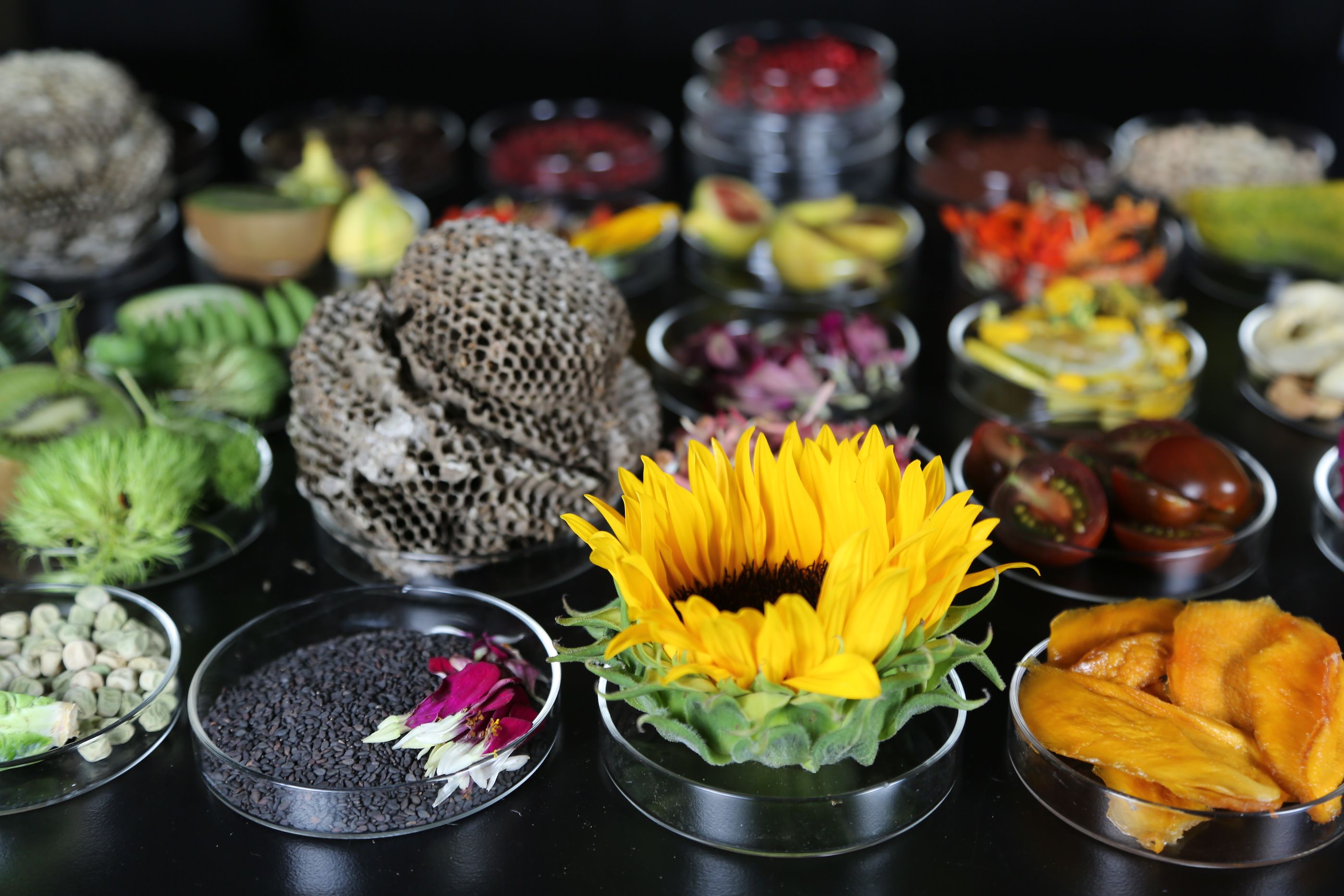 News #shows - Anne Percoco