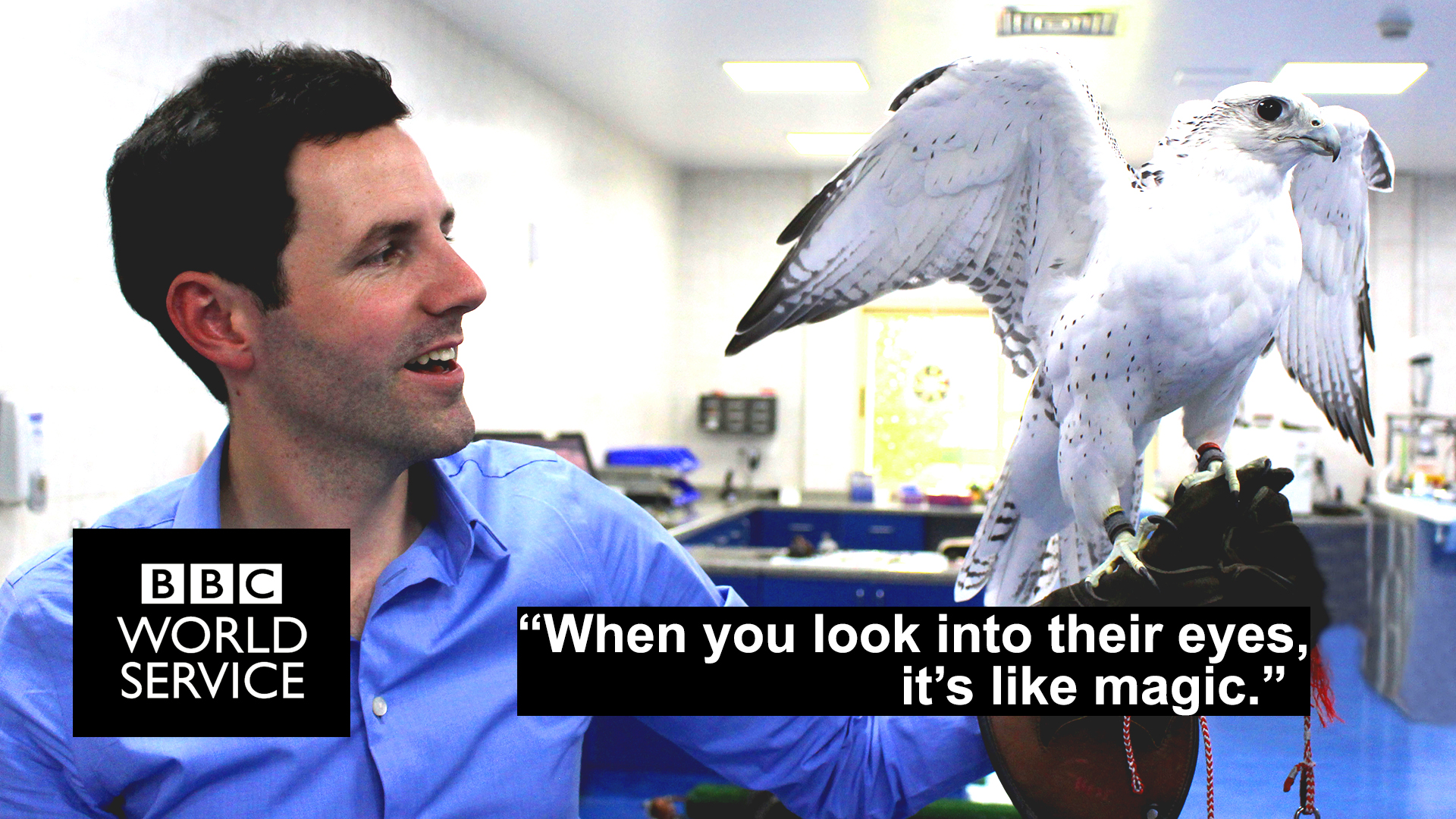 The Falcon Hospital of Dubai - Colm Flynn