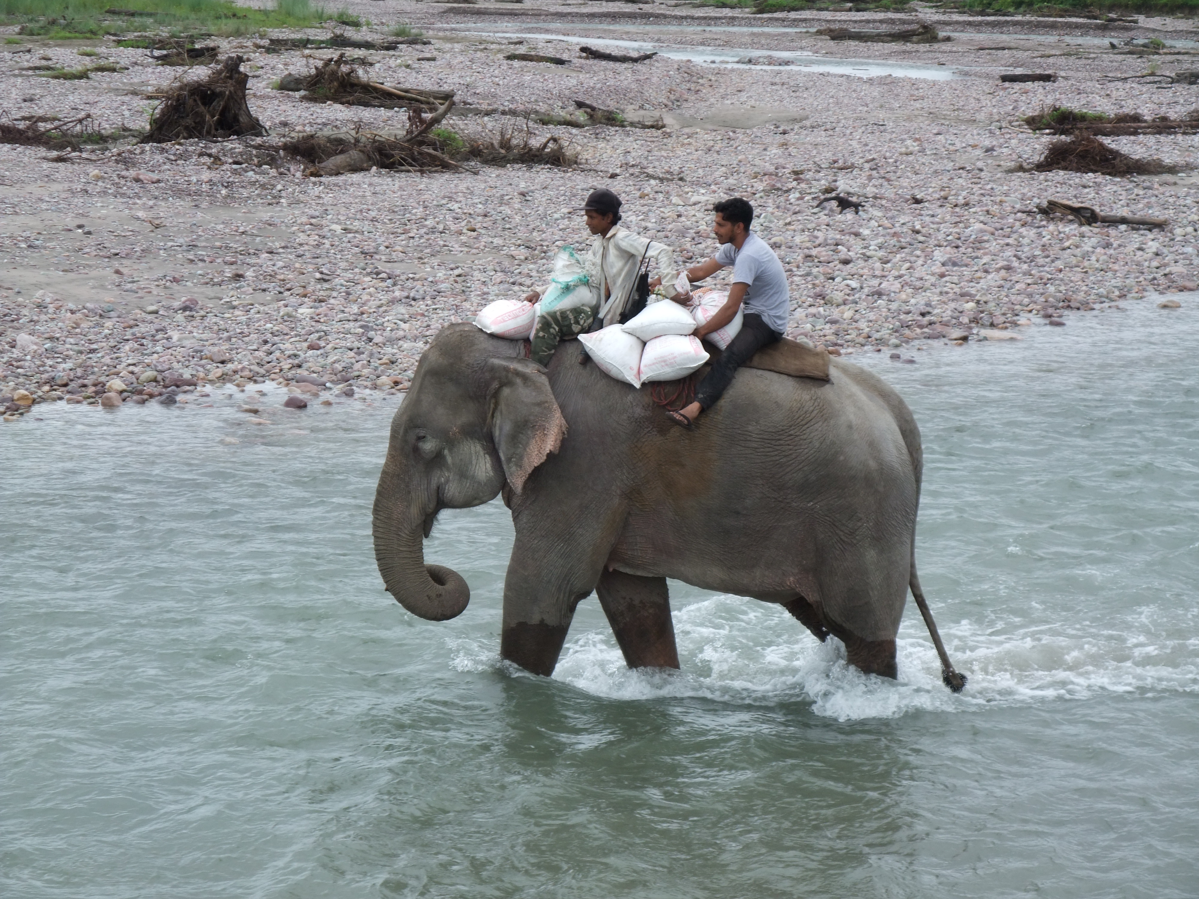 2012-2019. Giants of the Monsoon Forest - Jacob Shell: Visual Work ...
