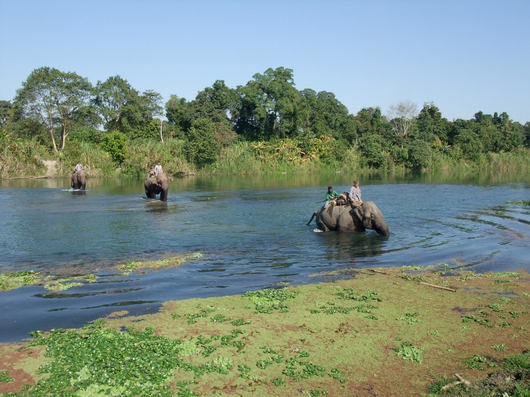 2018-2019. Zomian Elephants - Jacob Shell: Visual Work + Short Essays