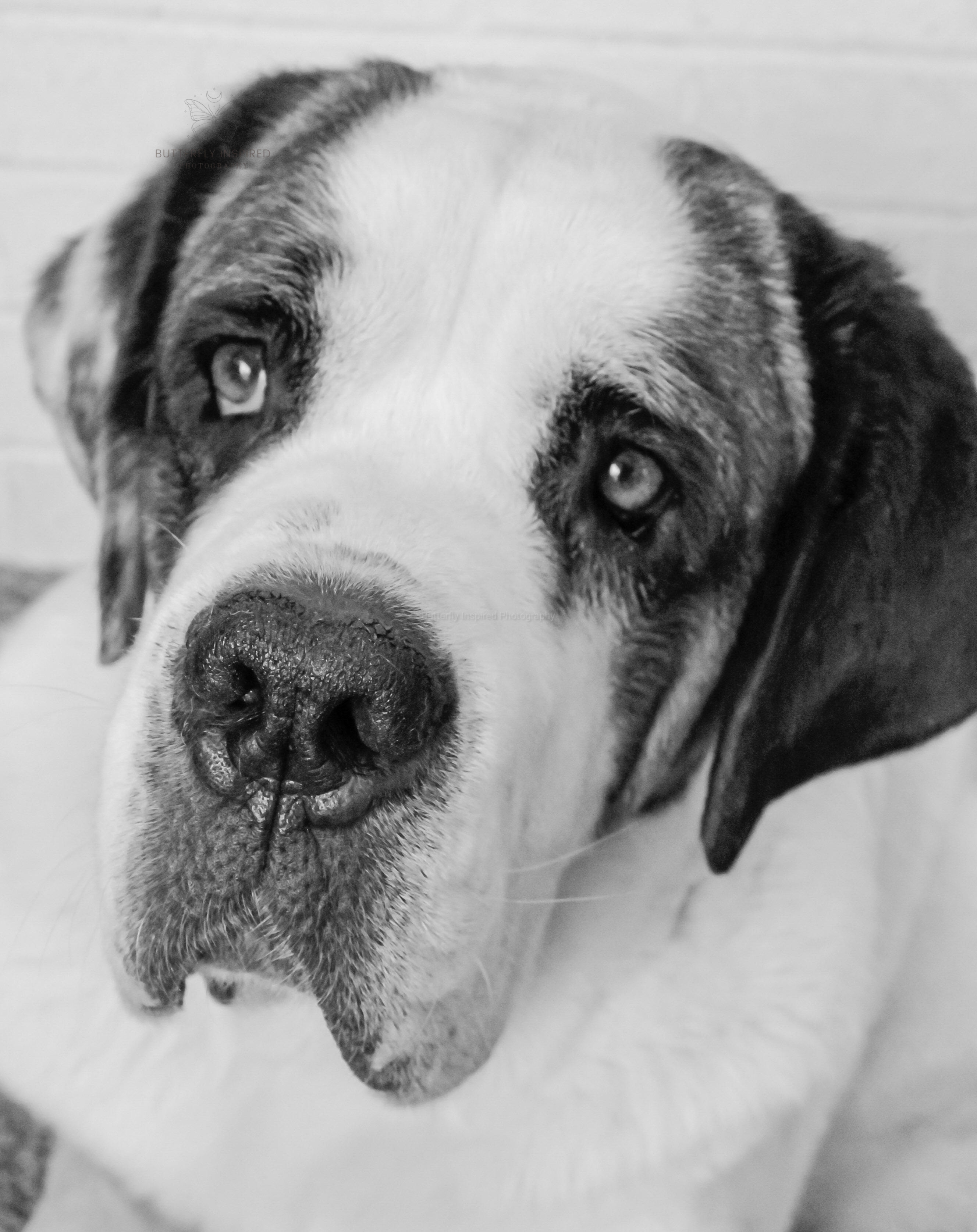 St. Bernards Birth Session - Butterfly Inspired Photography