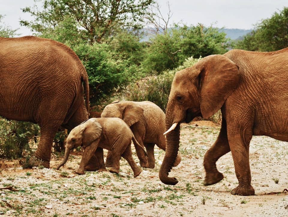 Wildlife - Talia Bernstein