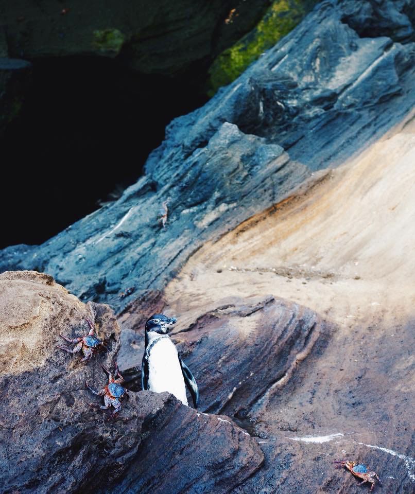 Wildlife - Talia Bernstein