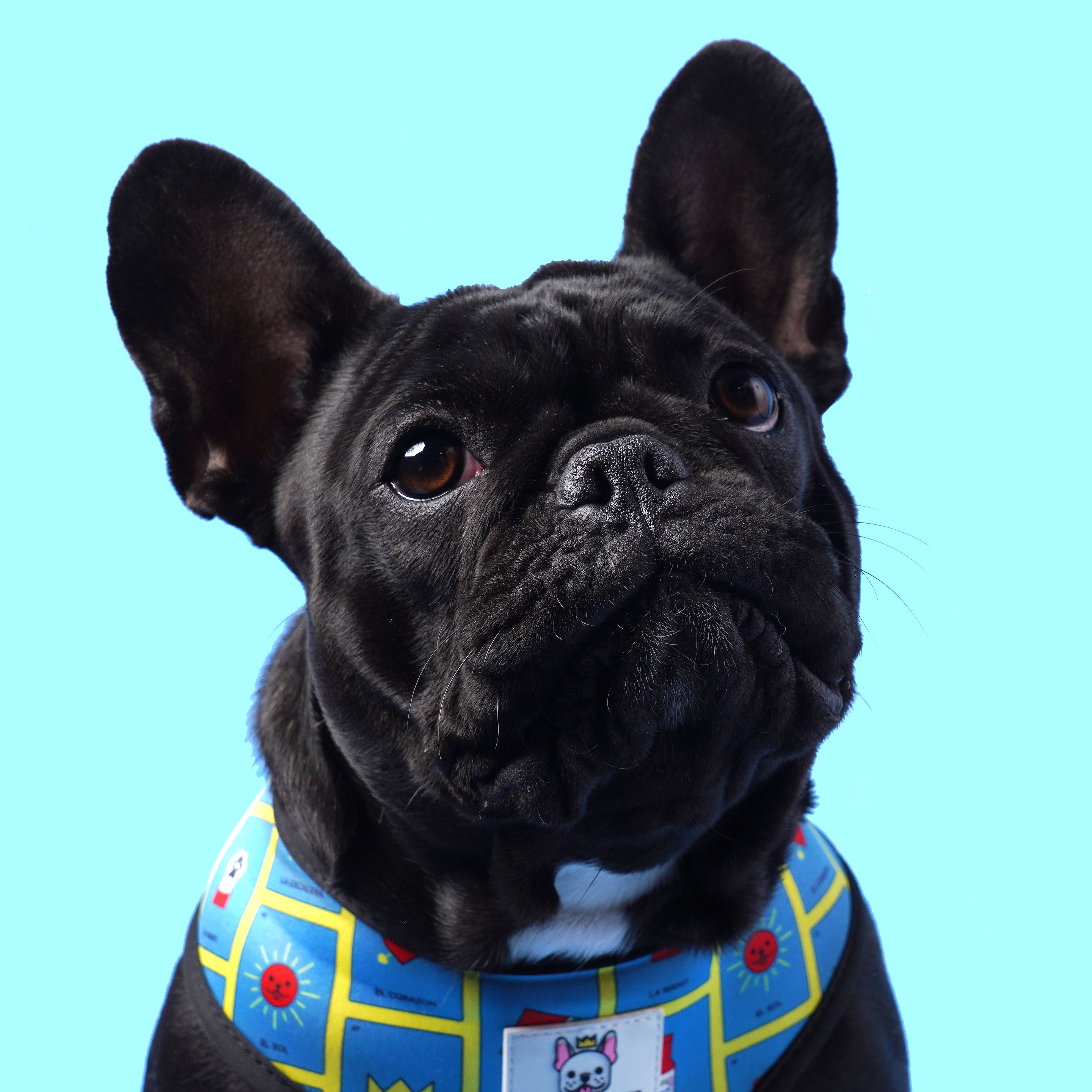 ART DOGL