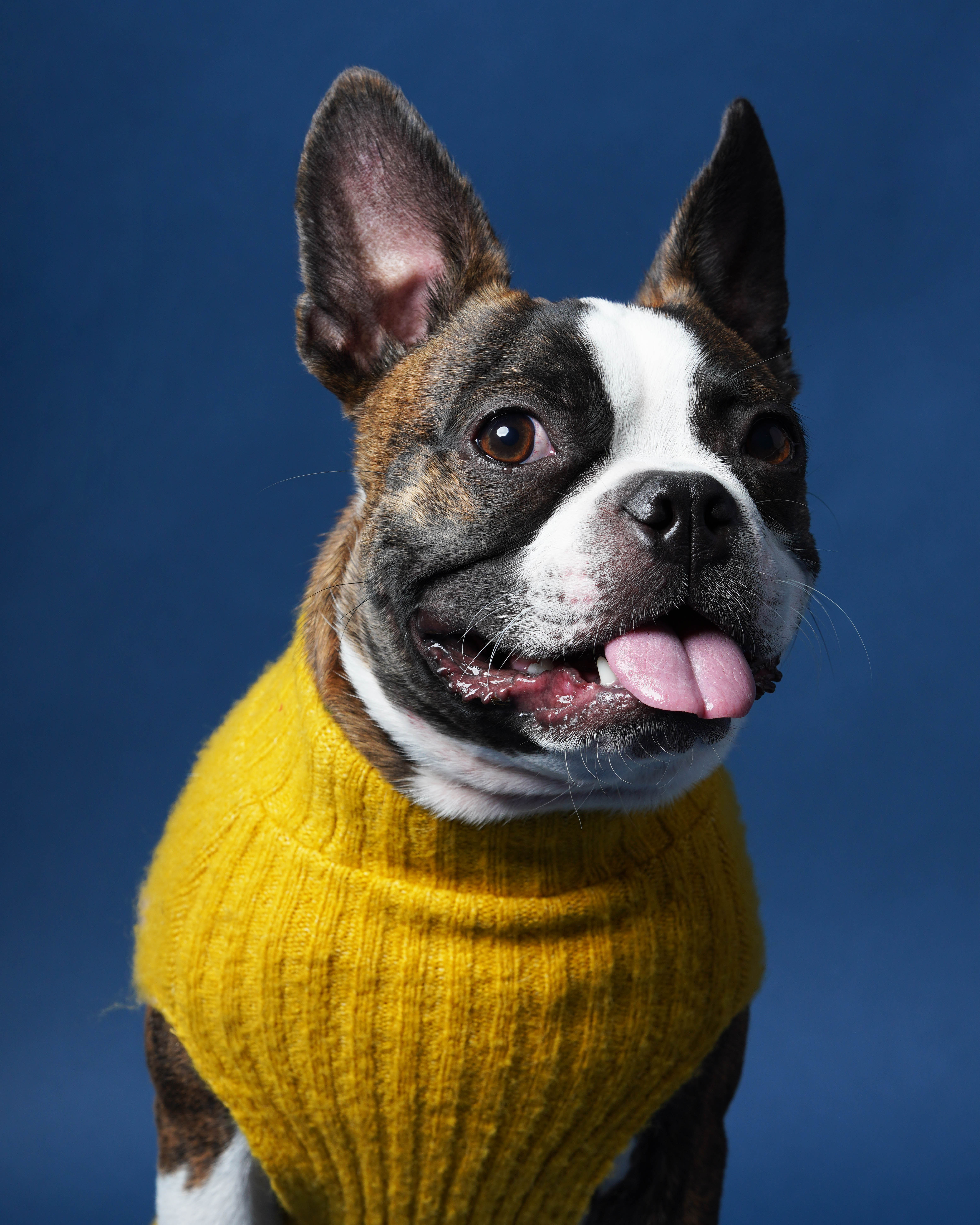ART DOGL